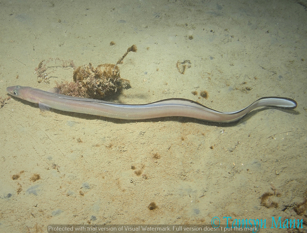European Conger from Torbay, UK on November 27, 2017 by tamsynmann ...