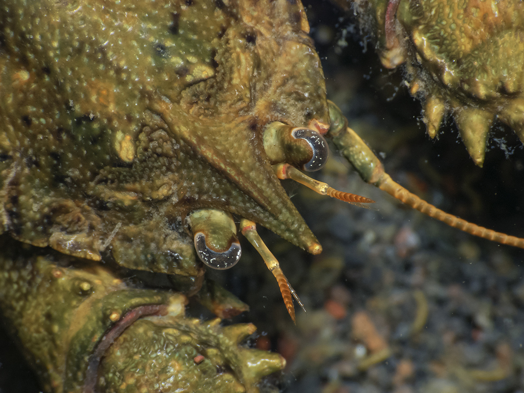 Aegla concepcionensis in April 2021 by Claudio Maureira · iNaturalist