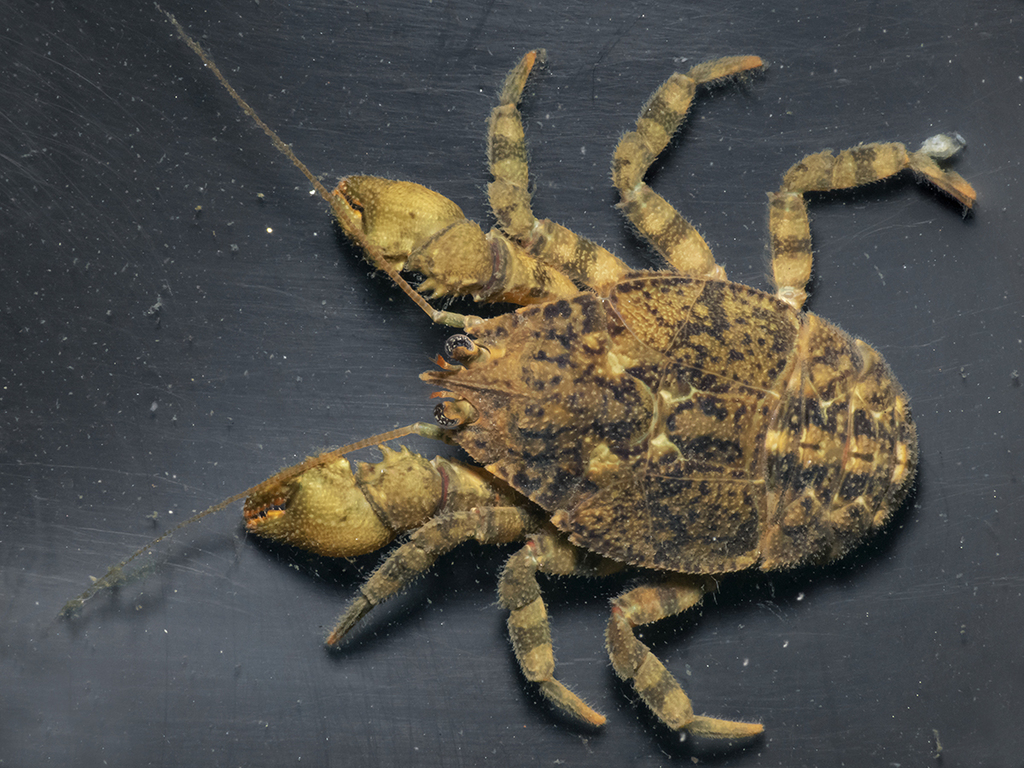 Aegla concepcionensis in April 2021 by Claudio Maureira · iNaturalist