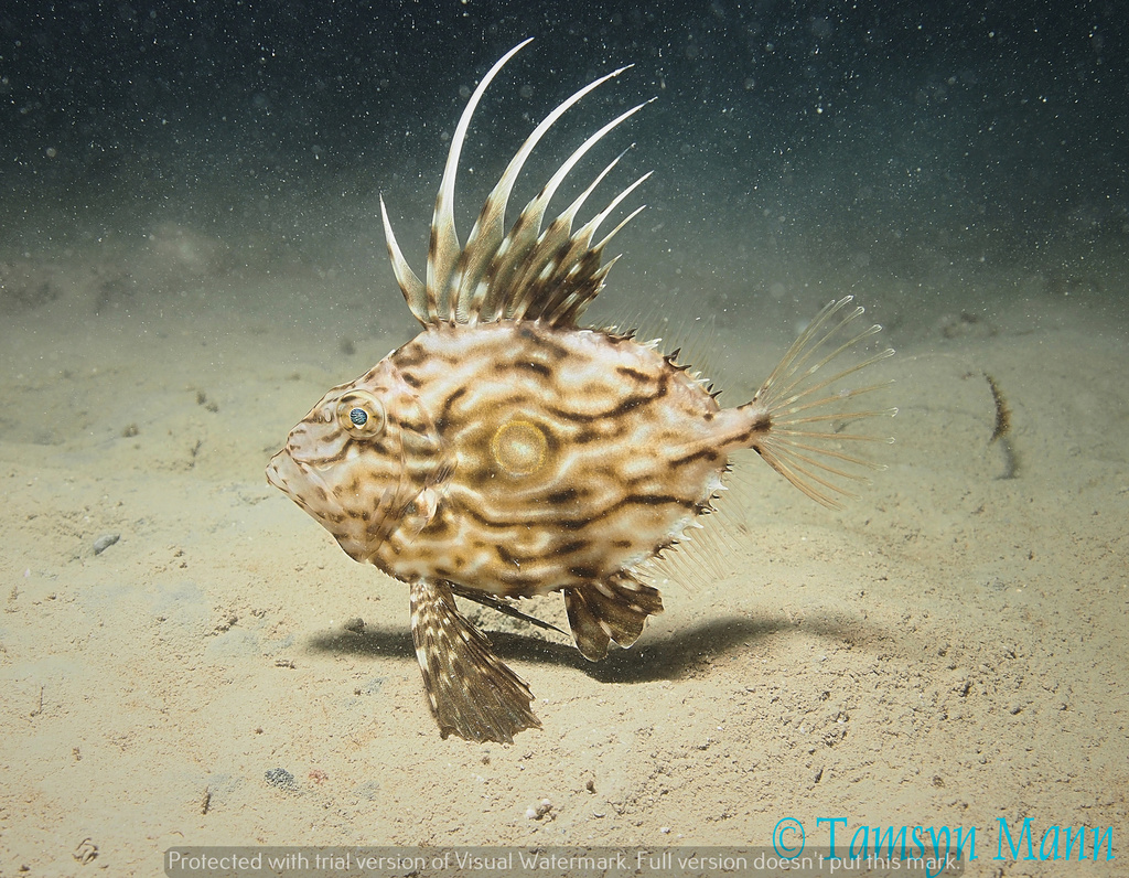 Dories (Zeiformes) - Marine Life Identification