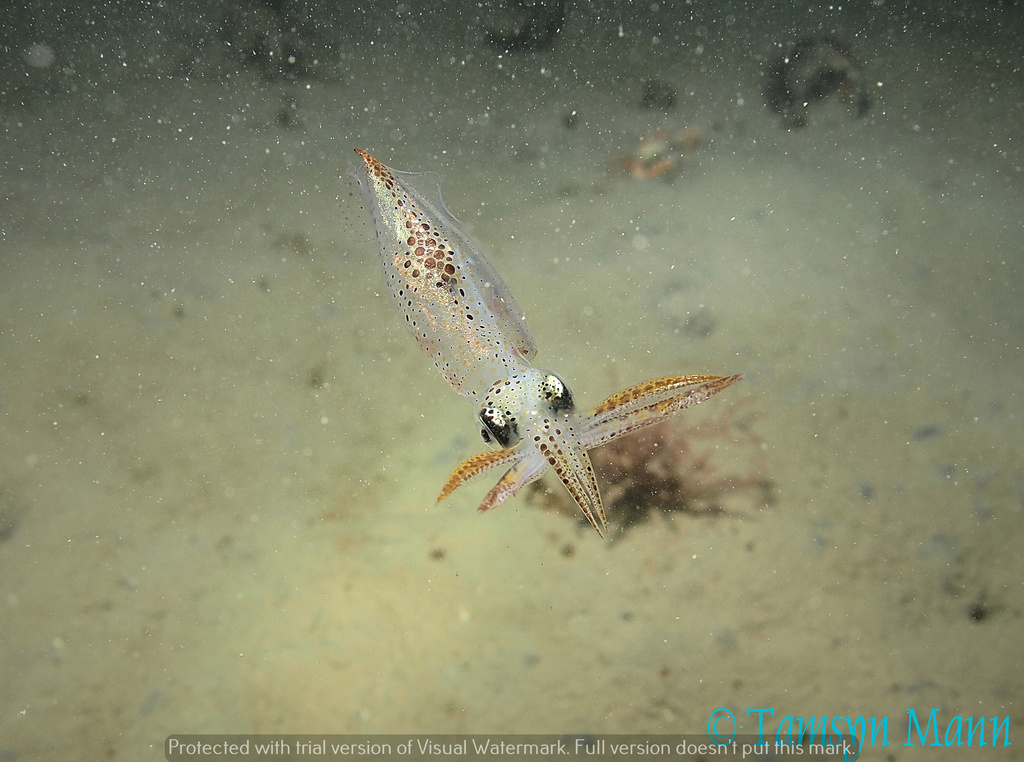 European Common Squid from Torbay, UK on November 27, 2017 by ...