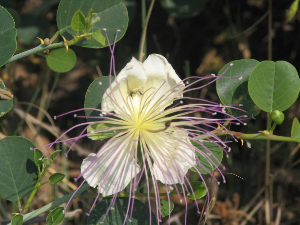 Caper Bush (Capparis spinosa) - Botanical Realm