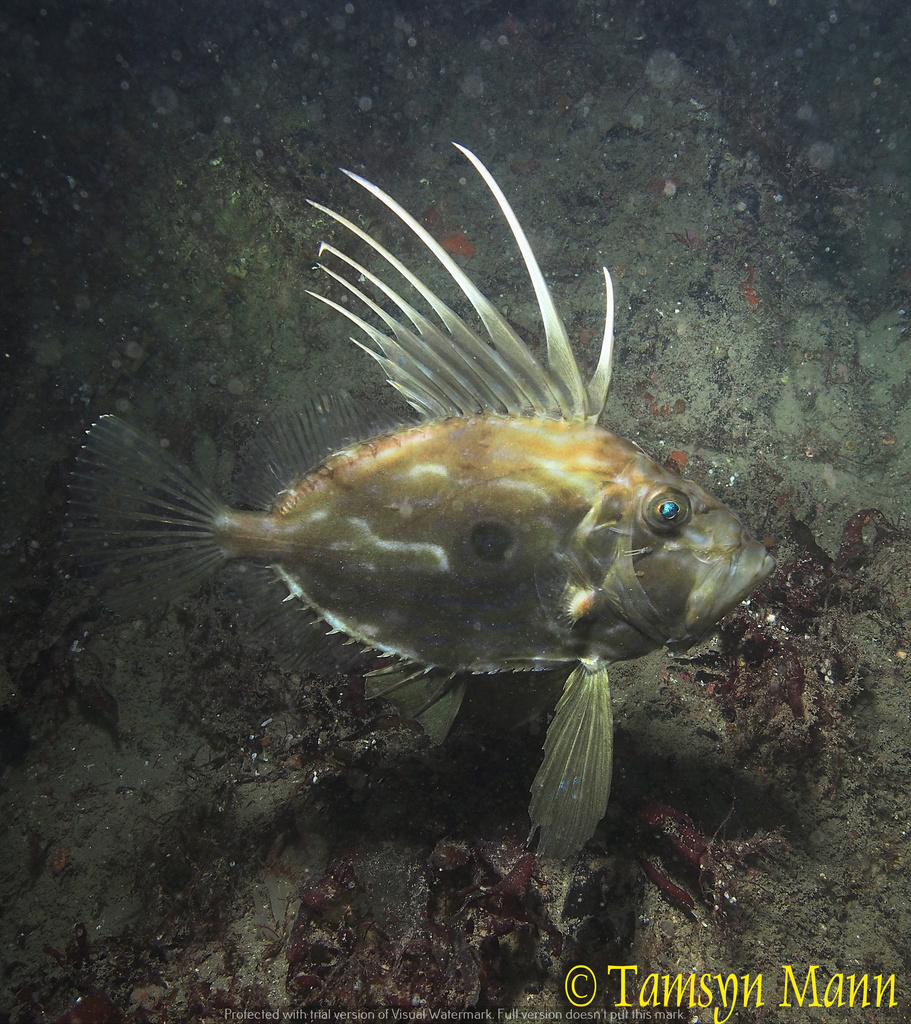 Dories (Zeiformes) - Marine Life Identification