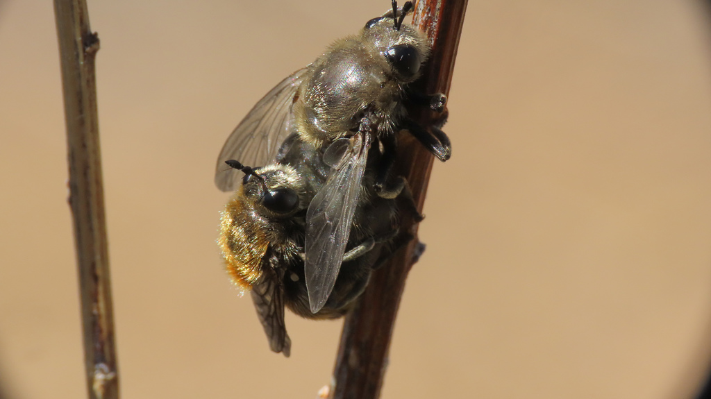Ant Flies from San Diego County, CA, USA on April 13, 2021 at 10:35 AM ...