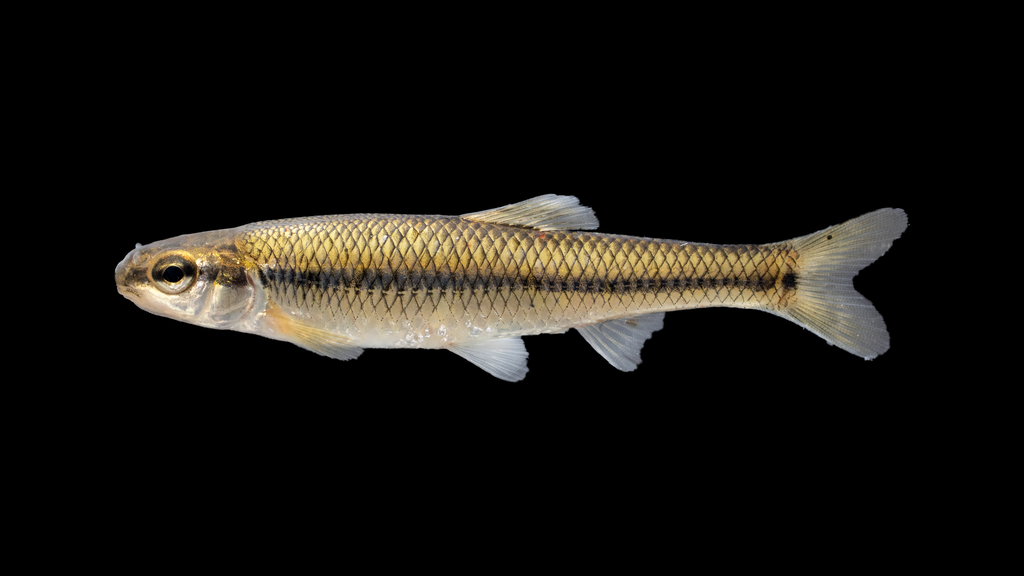 Bluntnose Minnow (Pimephales notatus) - Marine Life Identification