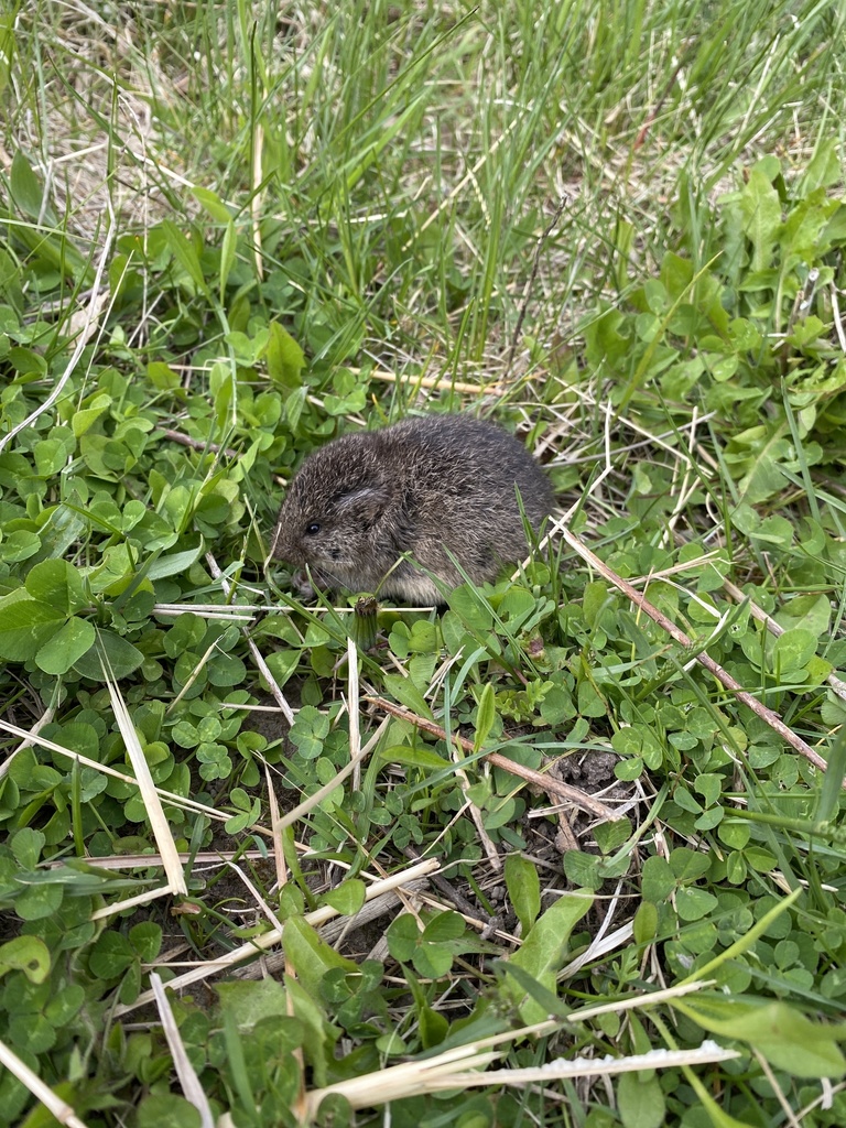 Prairie Vole from Weaver Park, Urbana, IL, US on April 19, 2021 at 05: ...