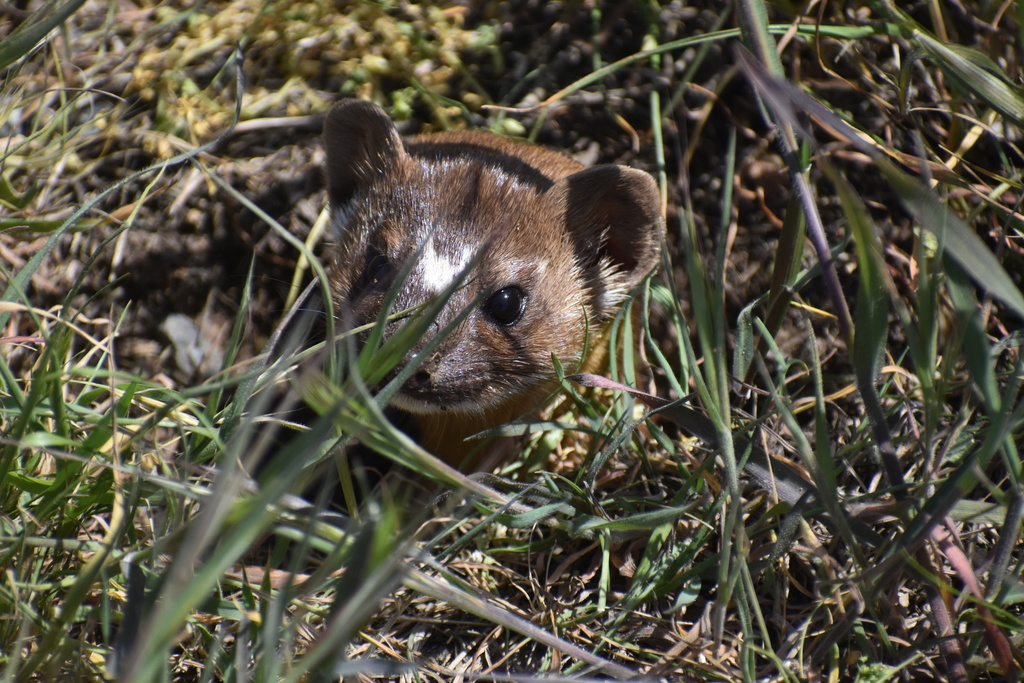 Long-tailed Weasel from Point Reyes National Seashore, Inverness, CA ...