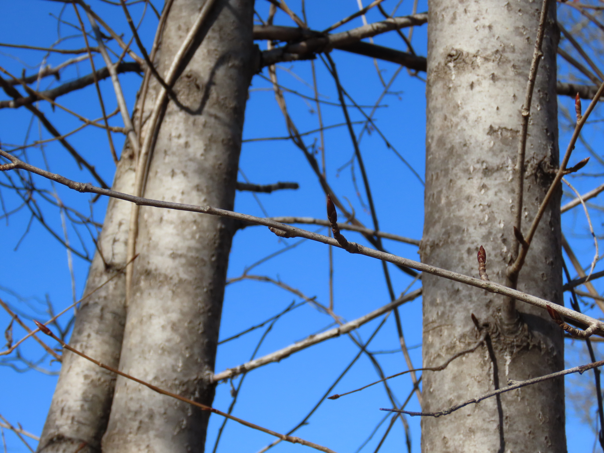 Populus ×jackii Sarg.