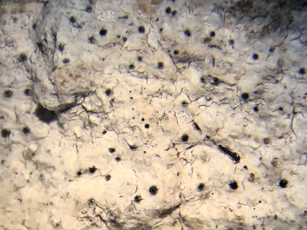 Julella fallaciosa (Lichens of the Chicago Region) · iNaturalist