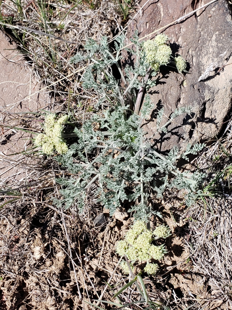 bigseed biscuitroot from Union County, US-OR, US on April 19, 2021 at ...