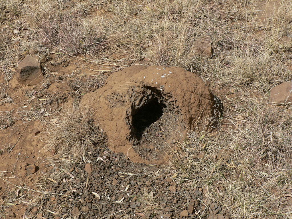Southern Aardvark in September 2008 by Dewald du Plessis. Central Free ...
