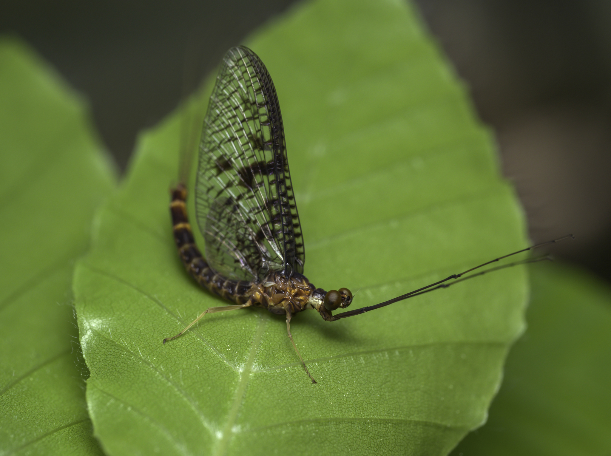 Ephemera simulans Walker, 1853