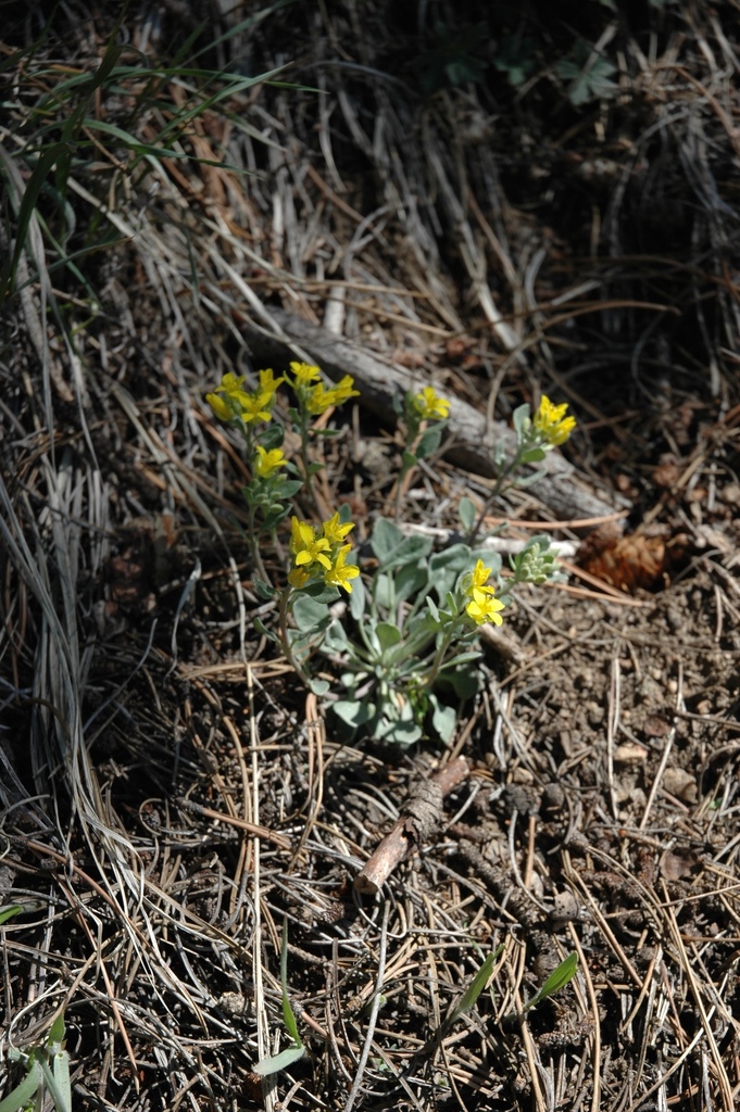 Mountain Bladderpod from Boulder County, CO, USA on May 2, 2007 at 09: ...