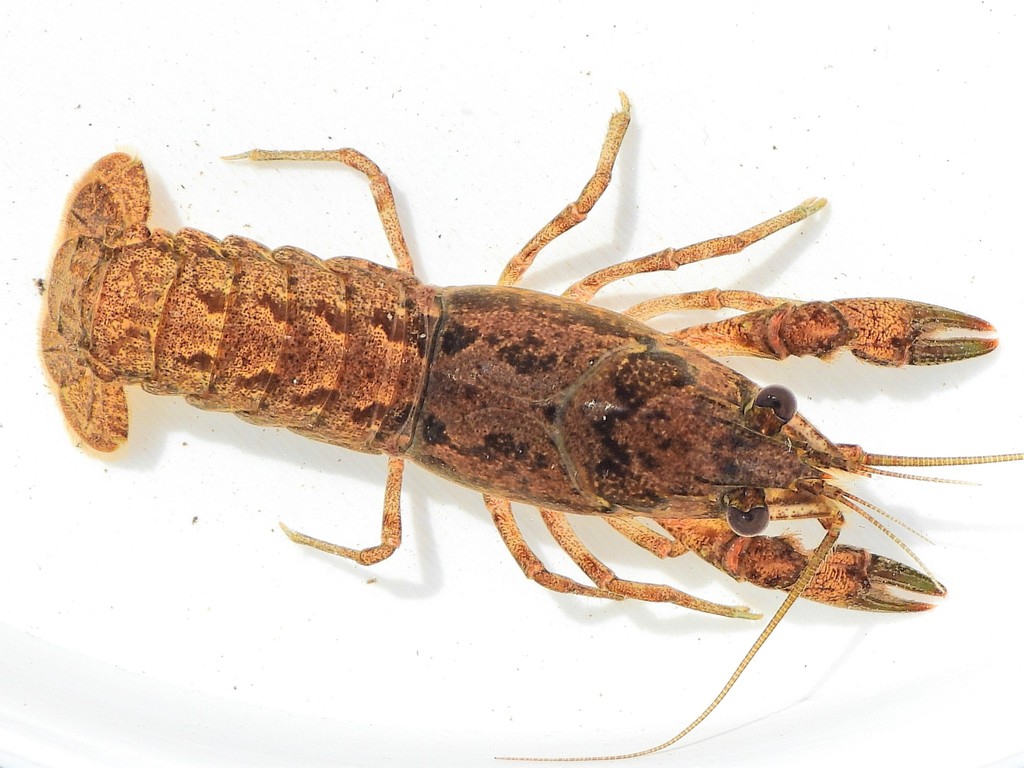 Virile Crayfish from Eldersburg, MD, USA on April 19, 2021 at 03:25 PM ...