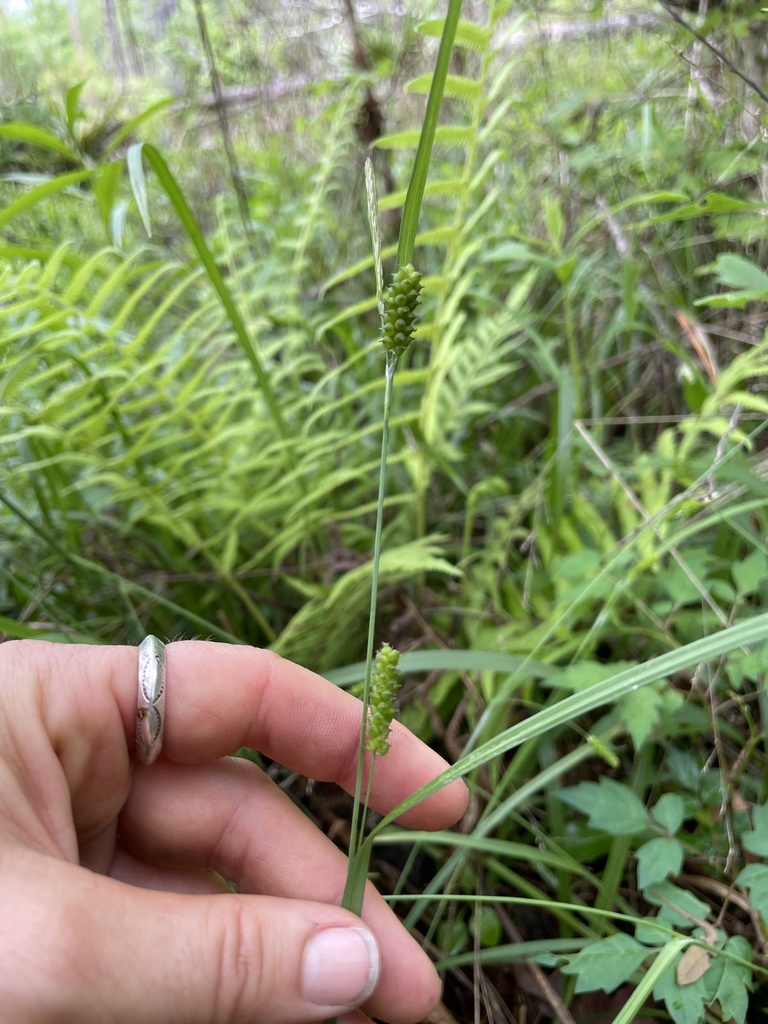 Limestone Meadow sedge in April 2021 by lillybyrd · iNaturalist