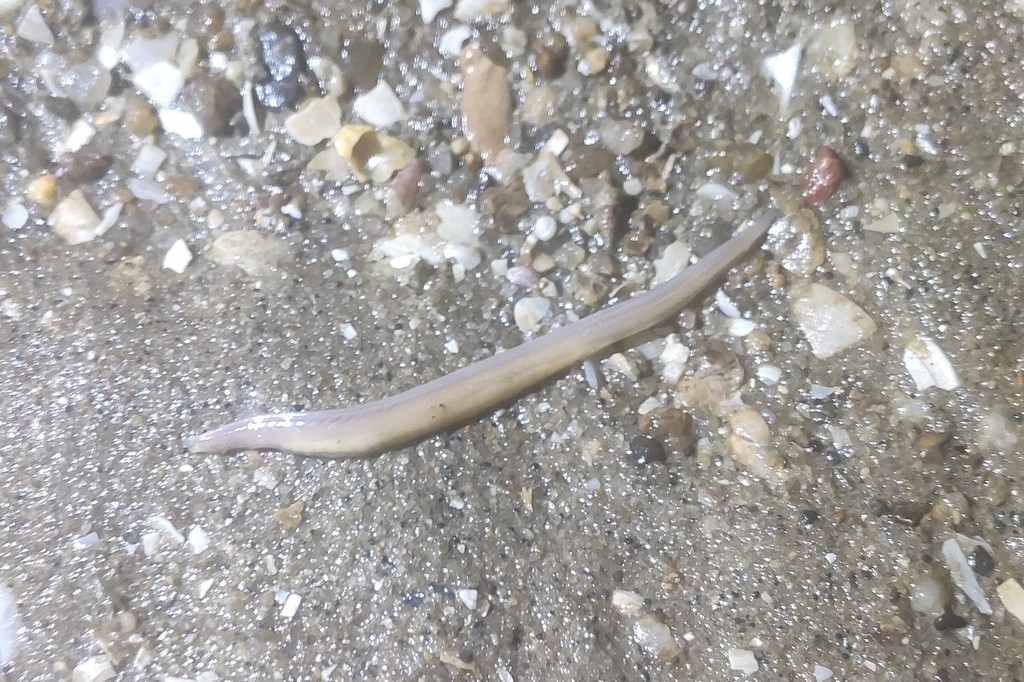 European Lancelet from Xiamen, Fujian, China on June 8, 2020 at 08:26 ...