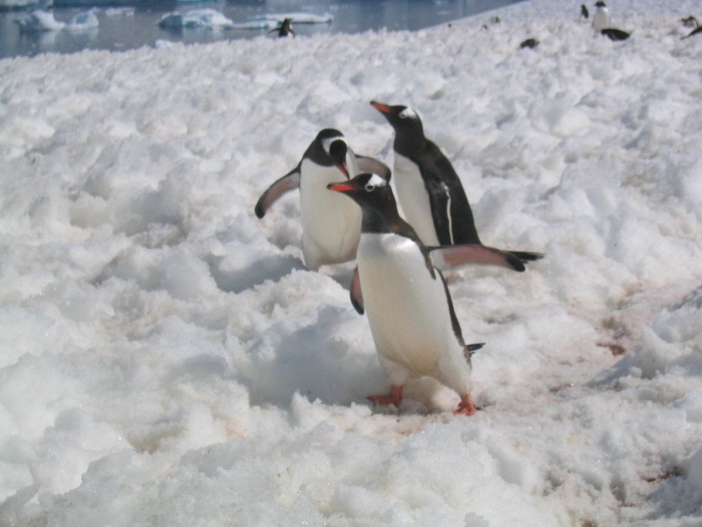 Gentoo Penguin from Antartica, Antarctica on December 9, 2003 at 09:39 ...