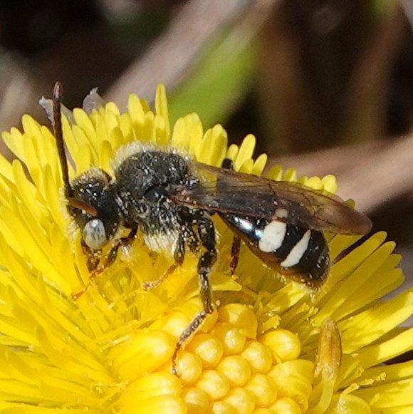 Nomad Bees from Saint-Antoine, NB E4V, Canada on April 19, 2021 at 02: ...