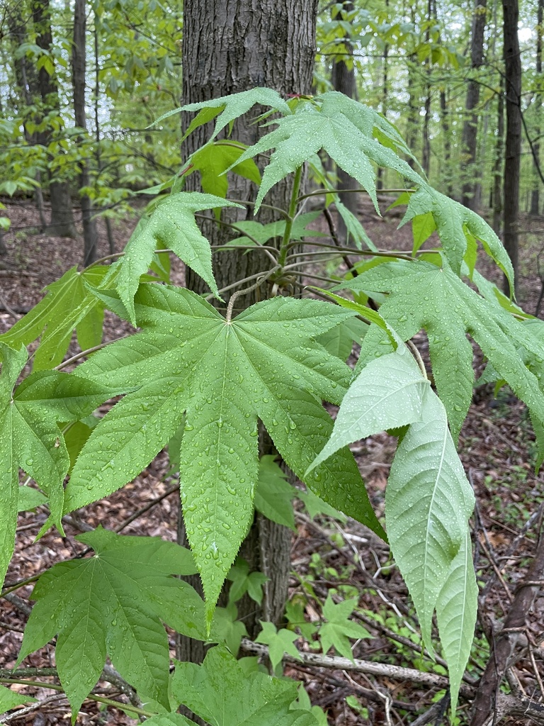 Castor-Aralia from George Washington Memorial Park, Alexandria, VA, US ...