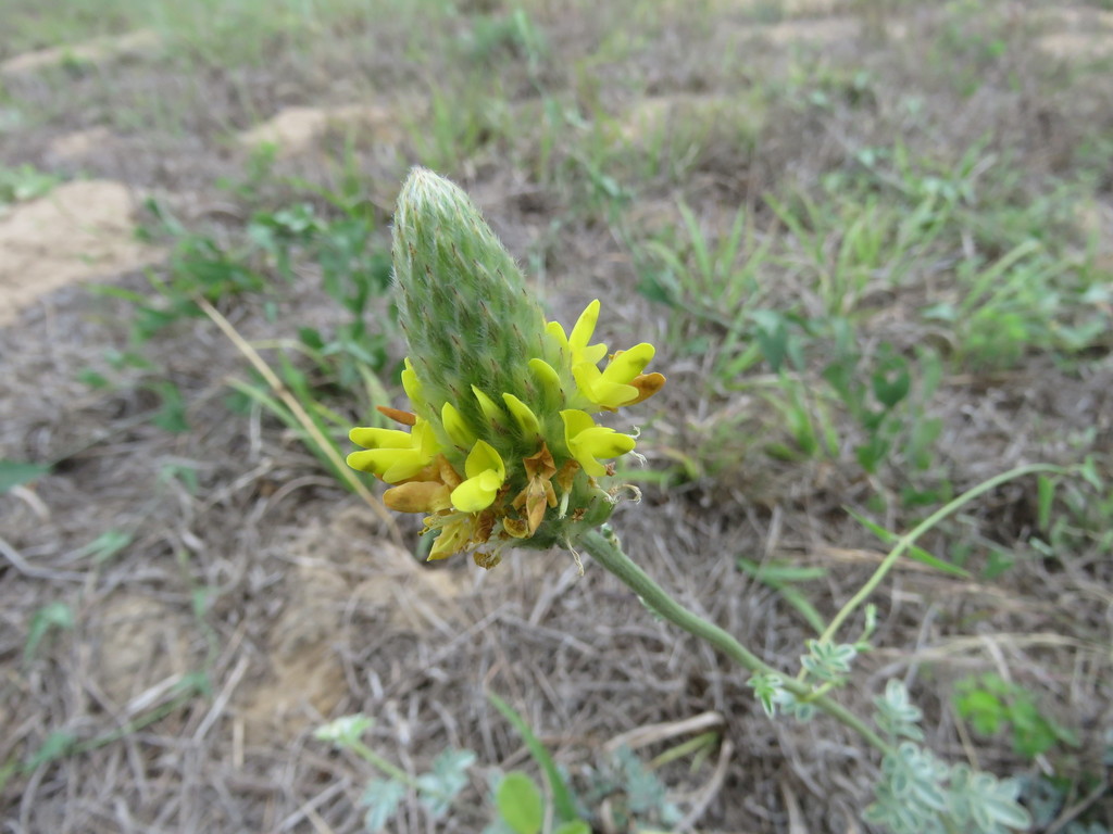 Golden Prairie Clover from 50660 N Expressway 281, Linn, TX 78563, USA ...