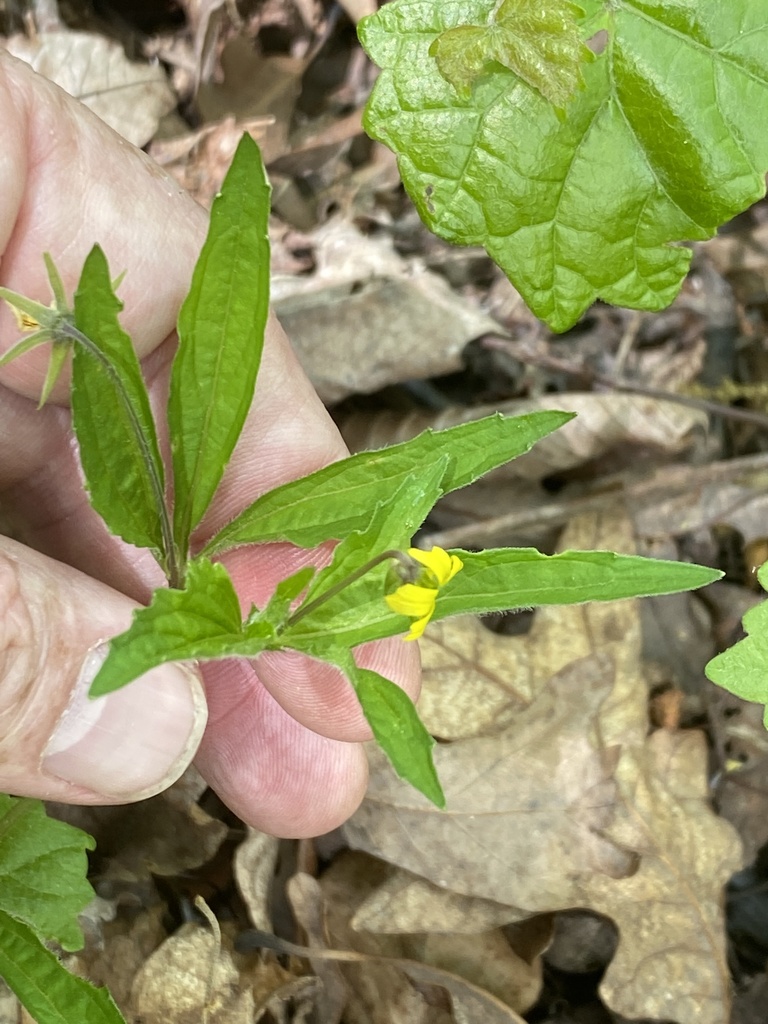 three-parted yellow violet from Cleo Chapman Hwy, Sunset, SC, US on ...