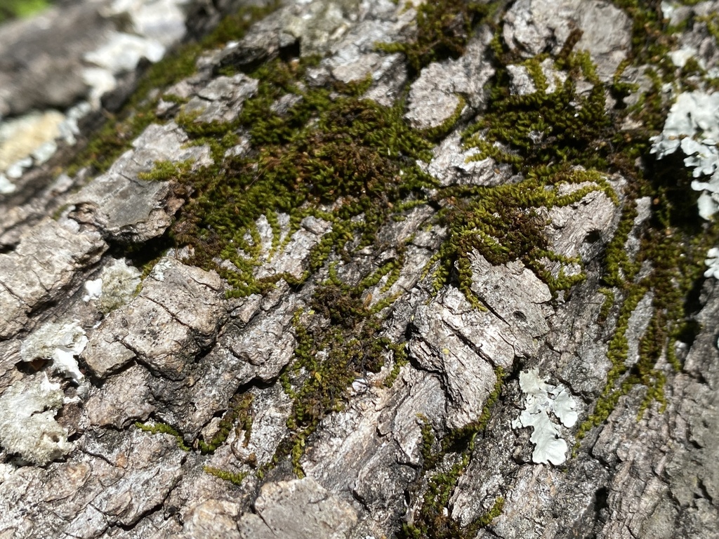 Train Track Moss from Sunset, SC, US on April 19, 2021 at 12:53 PM by ...