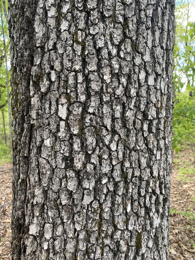 white oak from Cleo Chapman Hwy, Sunset, SC, US on April 19, 2021 at 02 ...