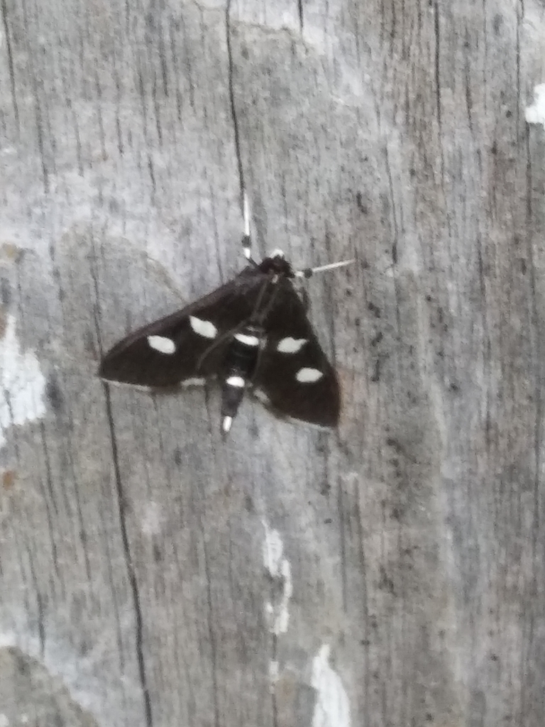Grape Leaffolder and Leafroller Moths in April 2021 by Marian Buegeler ...