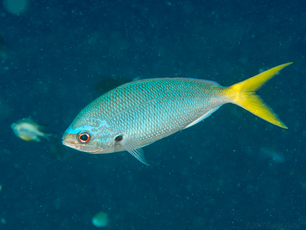 Yellowtail Fusilier (Caesio cuning) - Marine Life Identification