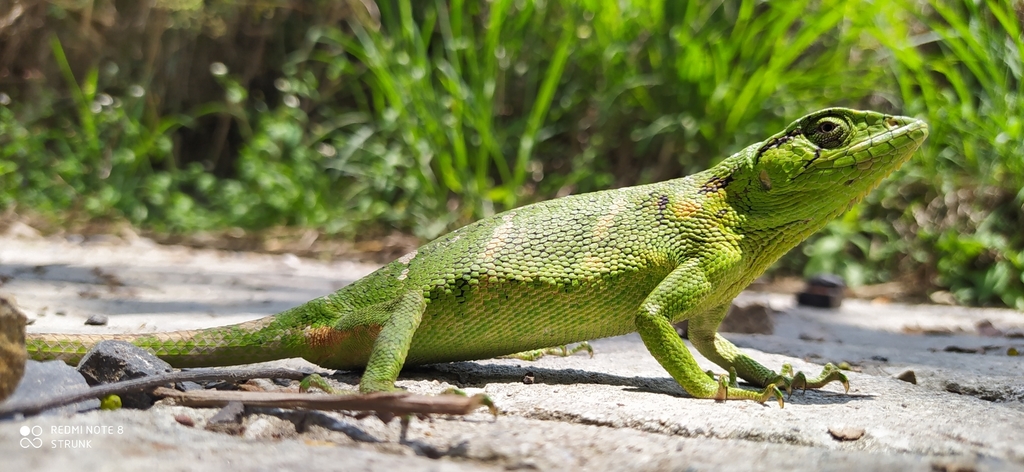Common Monkey Lizard from San Antonio Del Tequendama, Cundinamarca ...