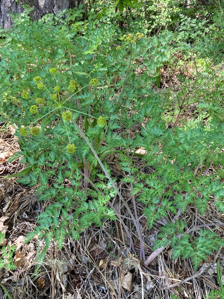 Fernleaf Biscuitroot from Josephine County, US-OR, US on April 19, 2021 ...