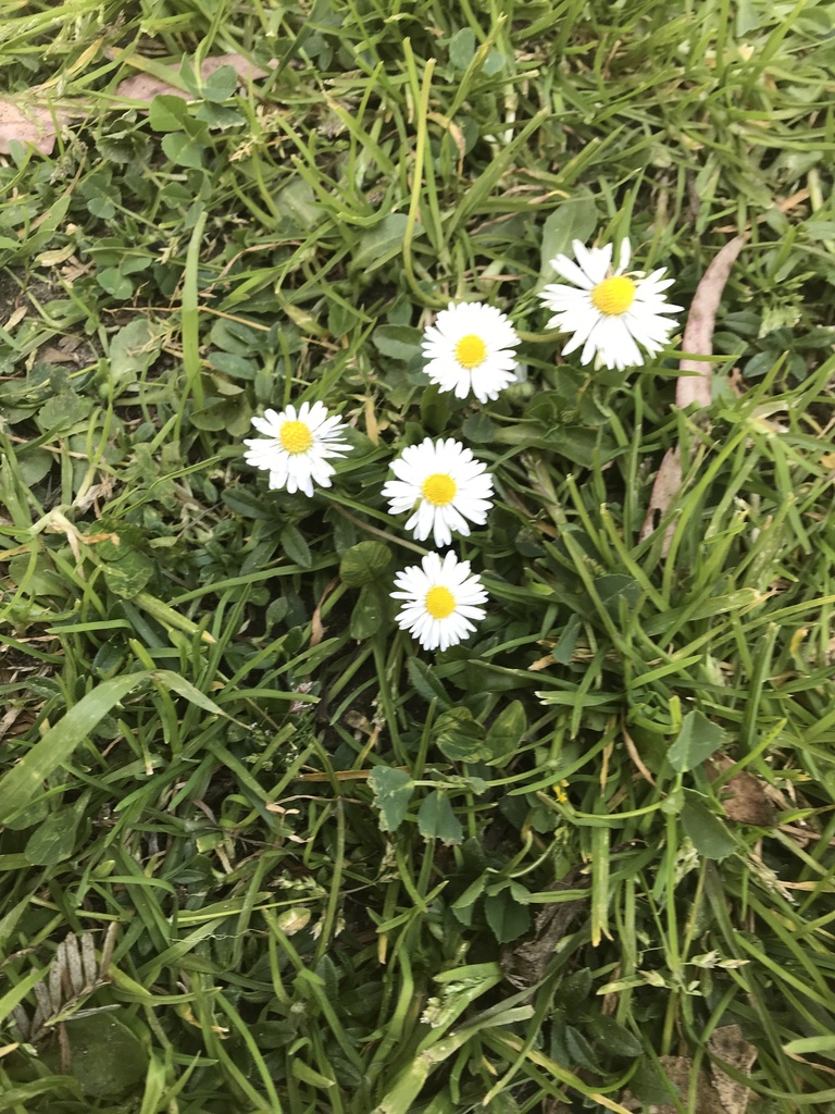 Lawn daisy from Golden Gate Park, San Francisco, CA, US on April 18 ...