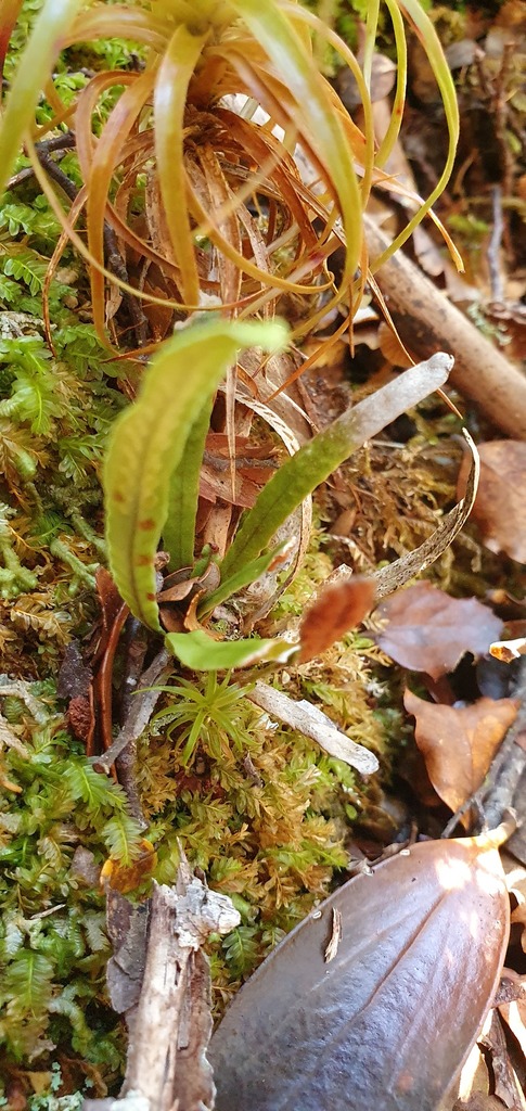 Strap fern from Abel Tasman, Abel Tasman National Park, Tasman, Nelson ...