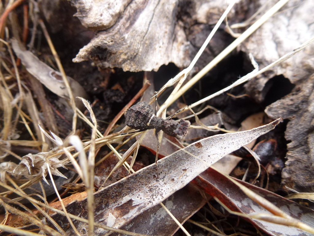 Southern Boxer Bark Mantis from Stone Mine Reserve, Auldana, South ...