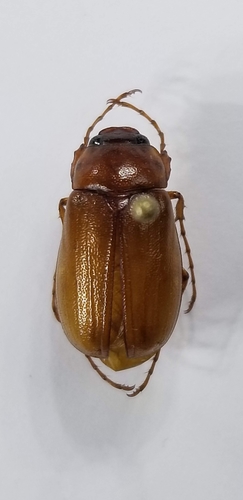 Phyllophaga affabilis · iNaturalist