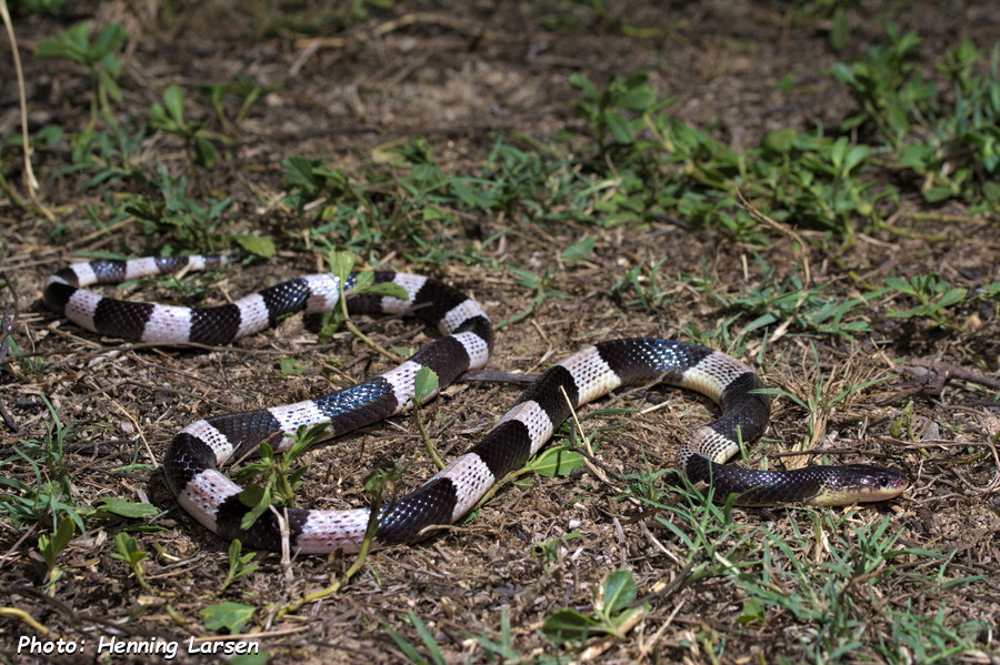 Malayan Krait in June 2016 by Henning L · iNaturalist