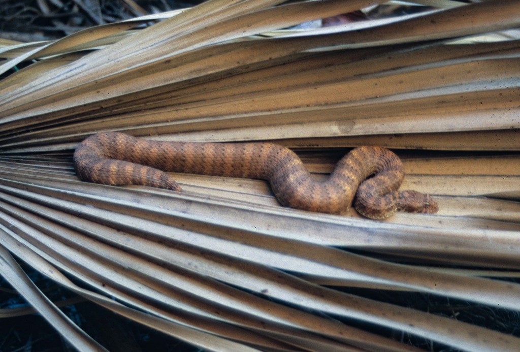 Kimberley Death Adder in July 2003 by timrudman. Date accuracy : month ...