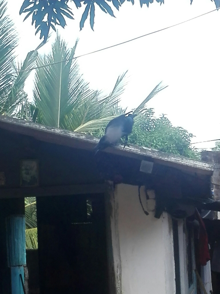 House Crow in April 2021 by Vihansith Kulatunga · iNaturalist