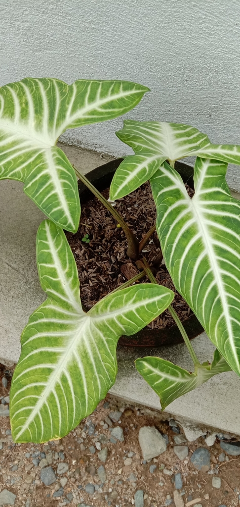 Phyllotaenium lindenii from Hinoba-an on April 20, 2021 at 01:12 PM by ...