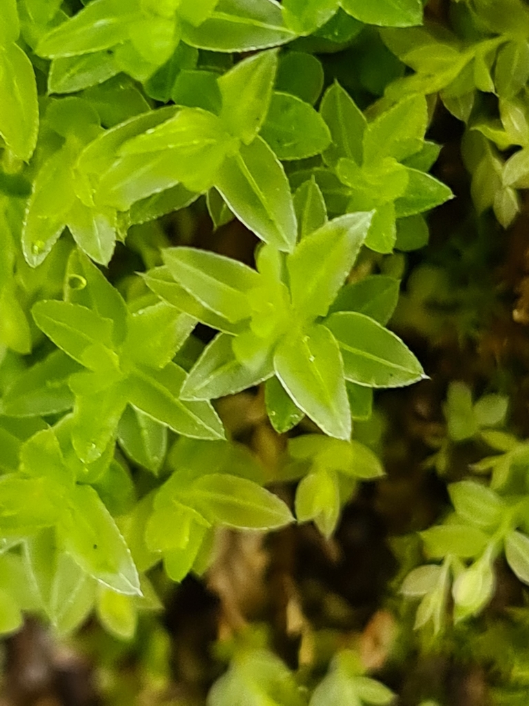 Calcareous and Allied Mosses (Mnium) - Botanical Realm