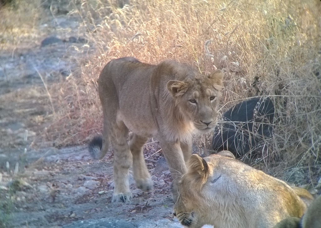 Northern Lion in January 2017 by Viral joshi · iNaturalist