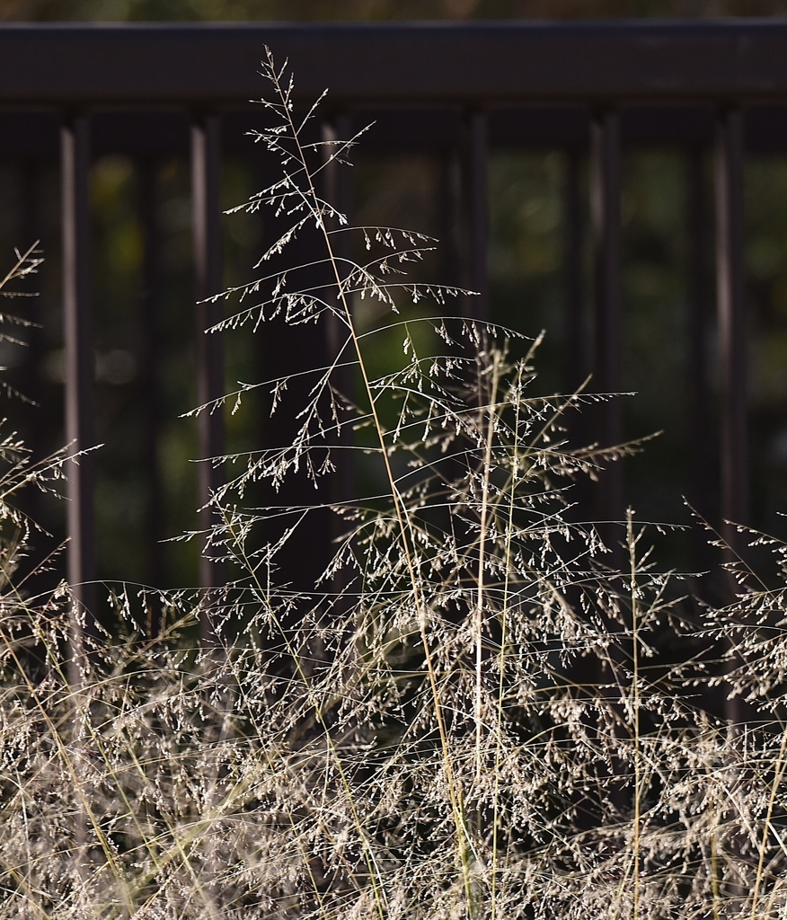Alkali Sacaton (Plants of Rosewood Nature Study Area) · iNaturalist
