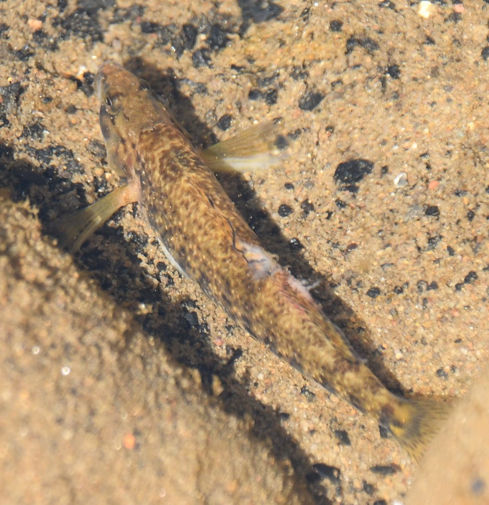 Redline Darter from Grundy, VA 24614, USA on April 19, 2021 at 01:16 PM ...