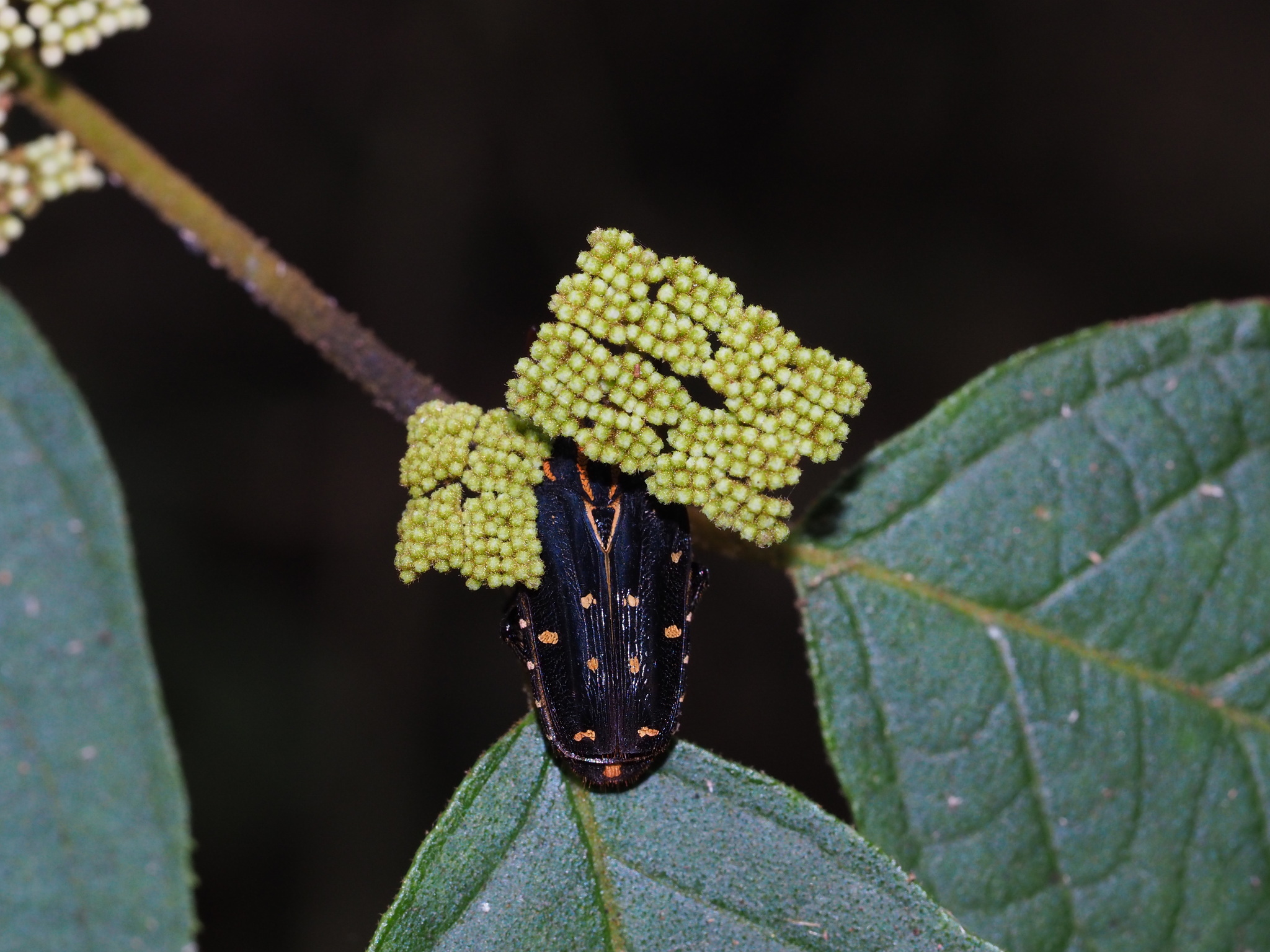 Euselates perraudieri (Fairmaire, 1893)