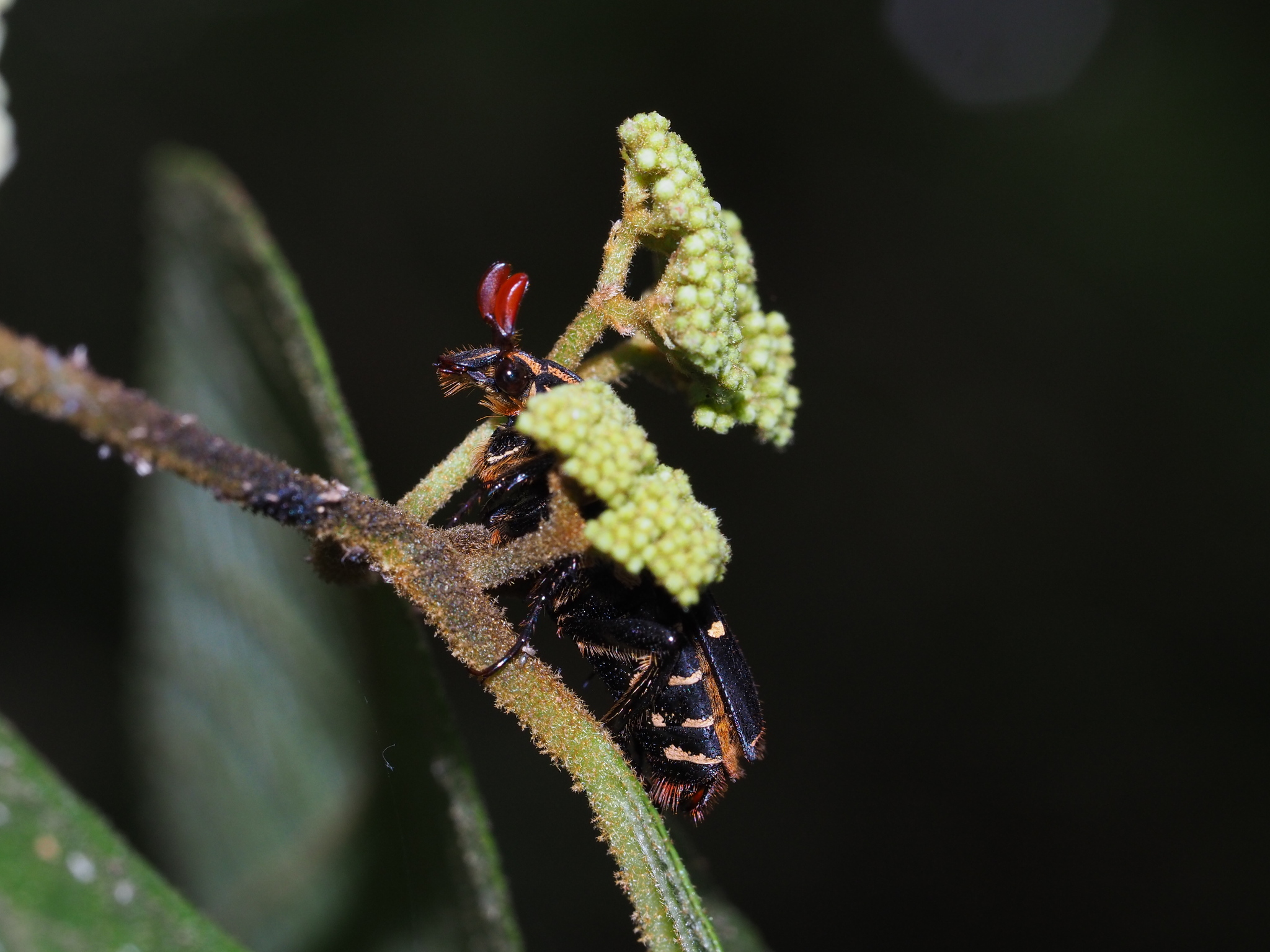 Euselates perraudieri (Fairmaire, 1893)