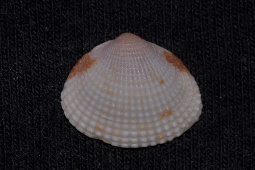 Timoclea subnodulosa · iNaturalist