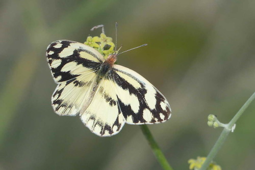 Western Zebra White (Subspecies Pinacopteryx eriphia tritogenia ...