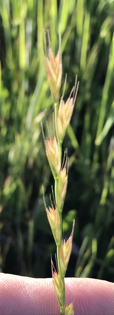 Darnel Ryegrass from Pinnacle Park Blvd, Dallas, TX, US on April 20 ...