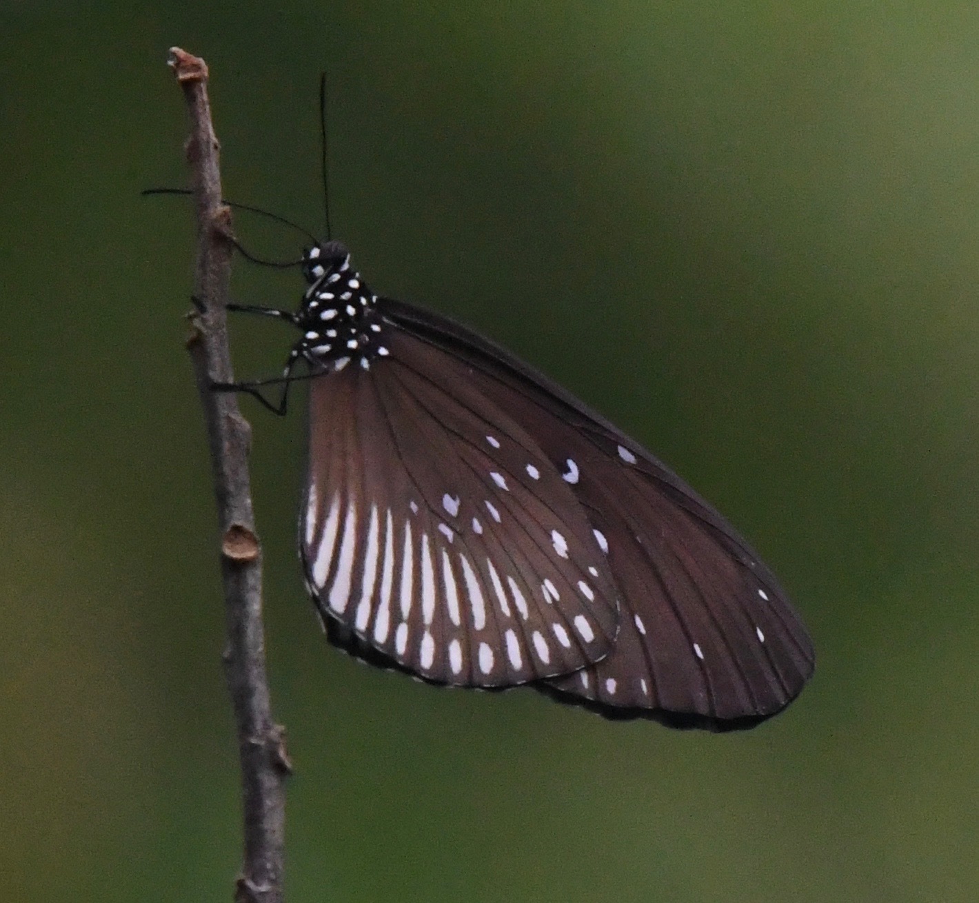 Euploea eyndhovii C.Felder & R.Felder