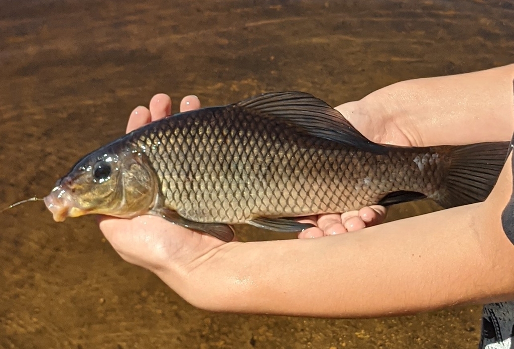 Lake Chubsucker (Wildlife and Wildflowers of Texas - Fish) · iNaturalist